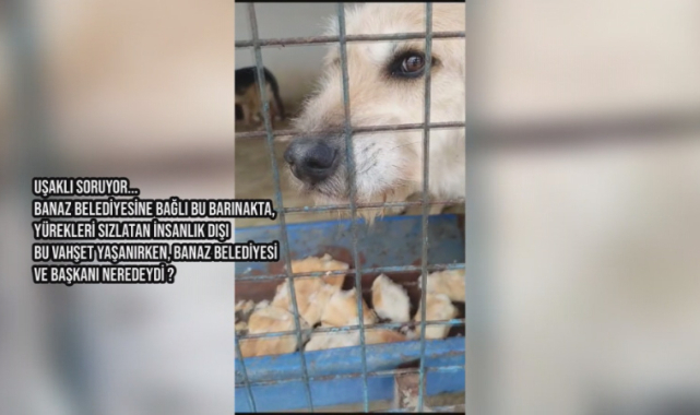 Banaz Hayvan Barınağından Kan Donduran Görüntüler - Uşak Haberleri